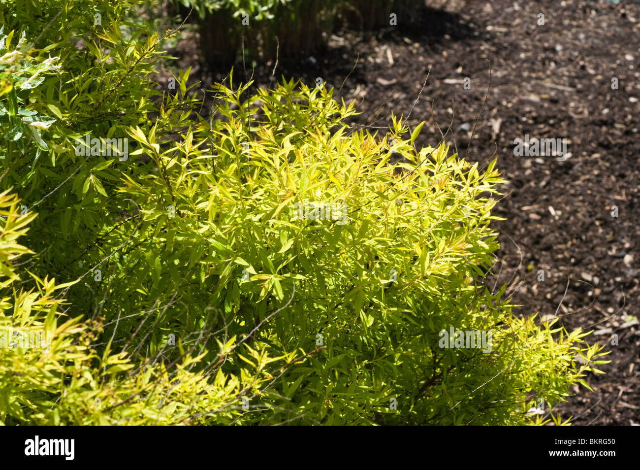 Yellow leaves of Spiraea Thunbergii Ogon, Mellow Yellow,Thunberg Spiera ...
