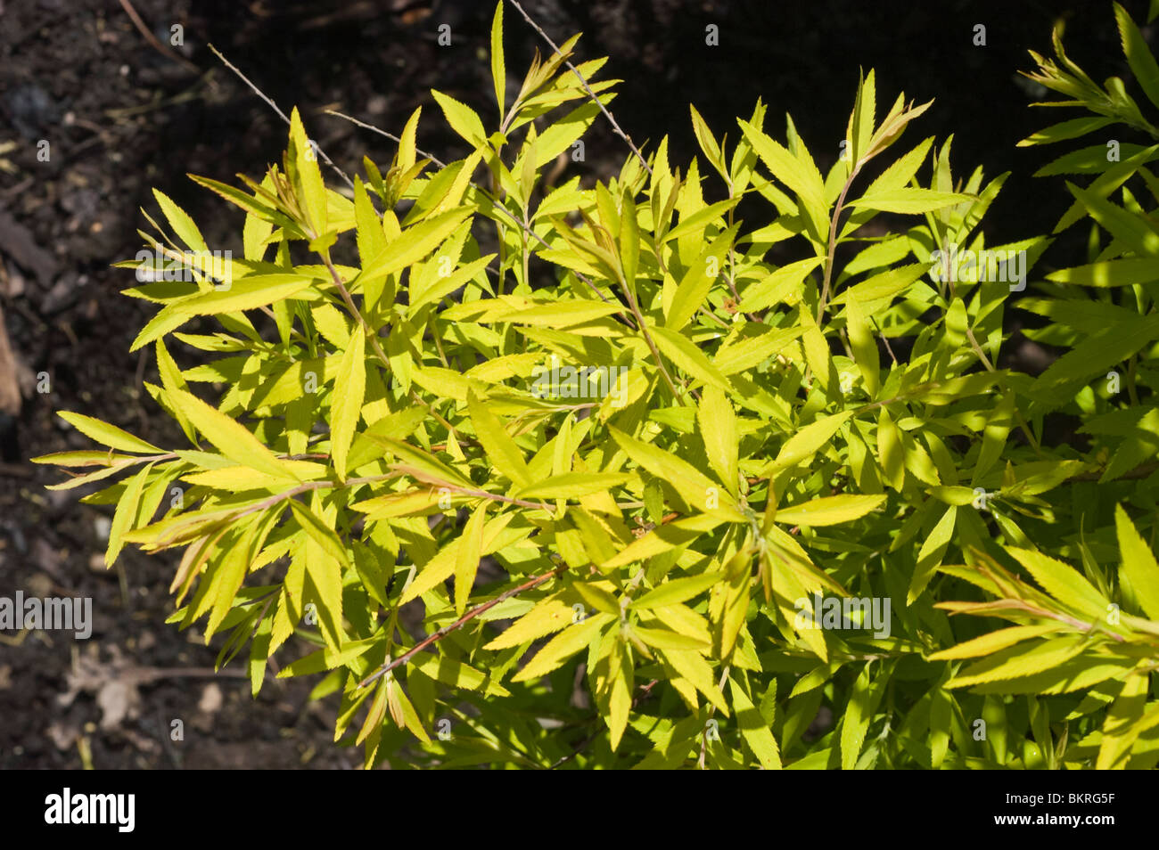 Yellow leaves of Spiraea Thunbergii Ogon, Mellow Yellow,Thunberg Spiera ...