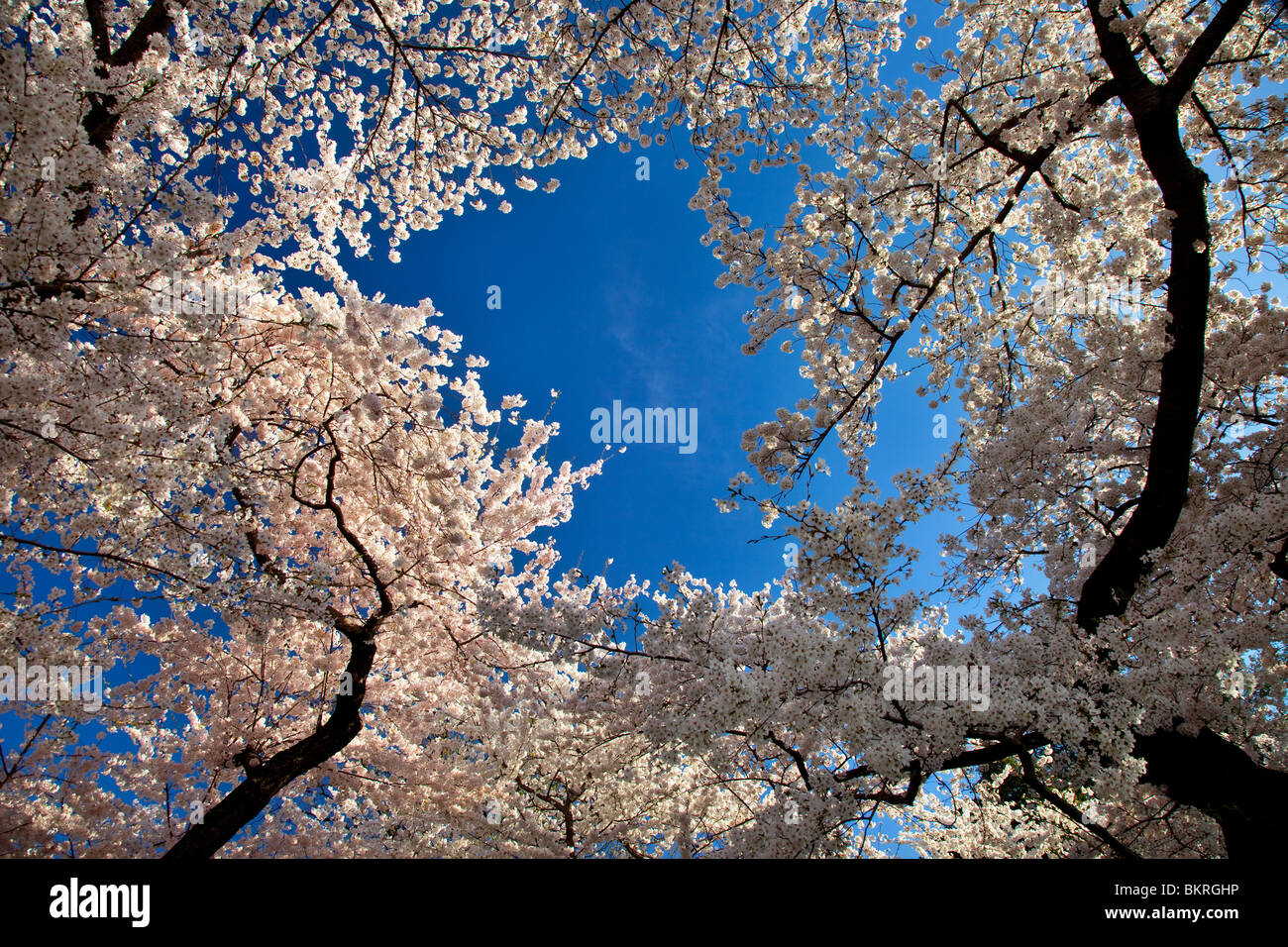 Cherry tree canopy hi-res stock photography and images - Alamy