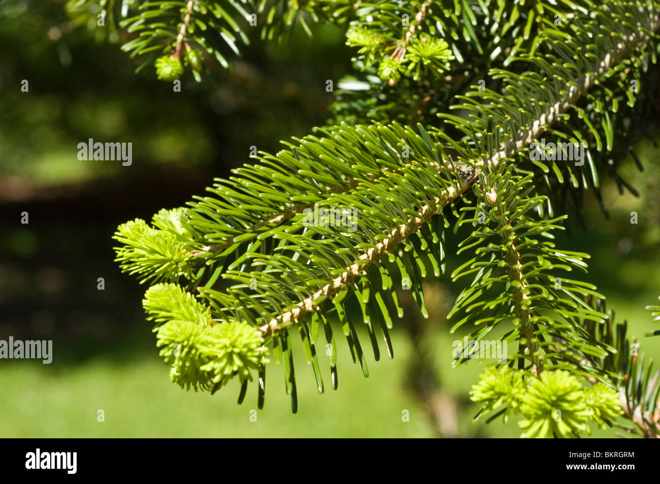 Nordmann Fir, Abies Nordmanniana, Pinaceae, Caucasus range, Asia, jodla ...