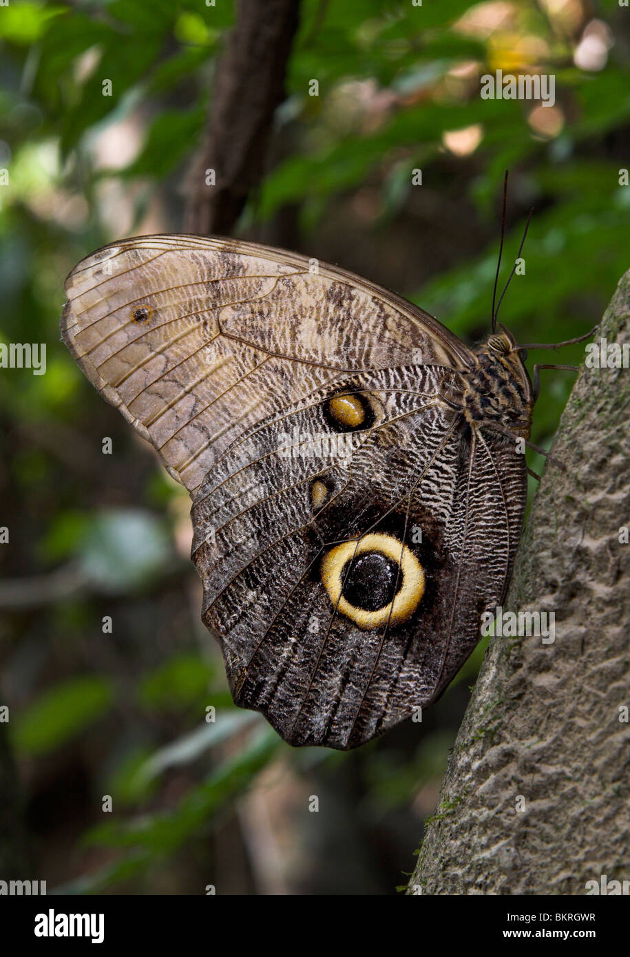 Owl butterfly caligo sp hi-res stock photography and images - Alamy