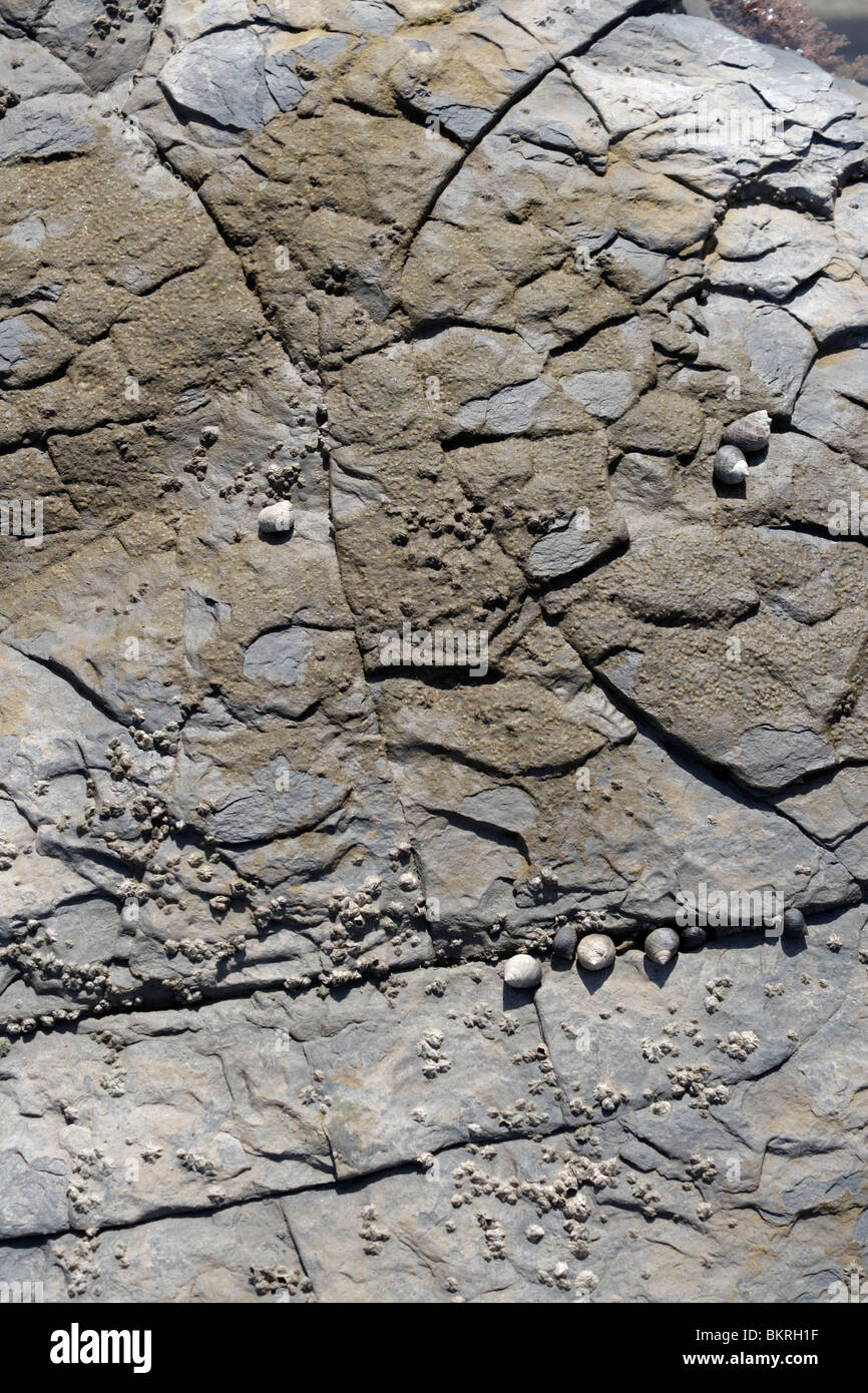 Sedimentary Rock surface on Coast at low tide Stock Photo - Alamy