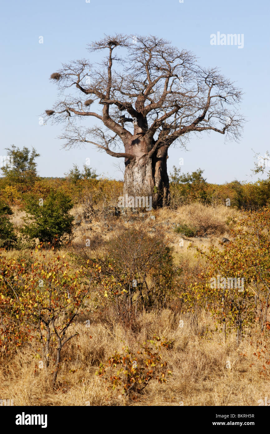 Baobab Tree Adansonia digitata Stock Photo - Alamy