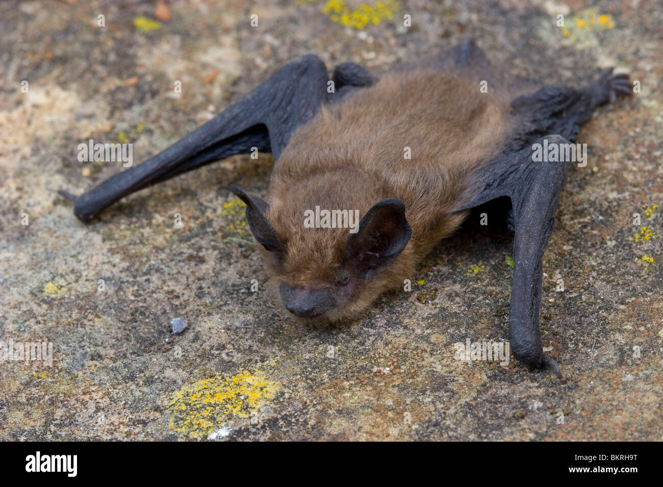 NOCTULE BAT (Nyctalus noctula) Sussex, UK. Britain's largest bat ...