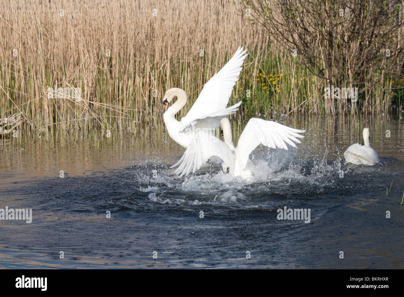 Two mute swans fighting with wings spread out and arched neck in the ...
