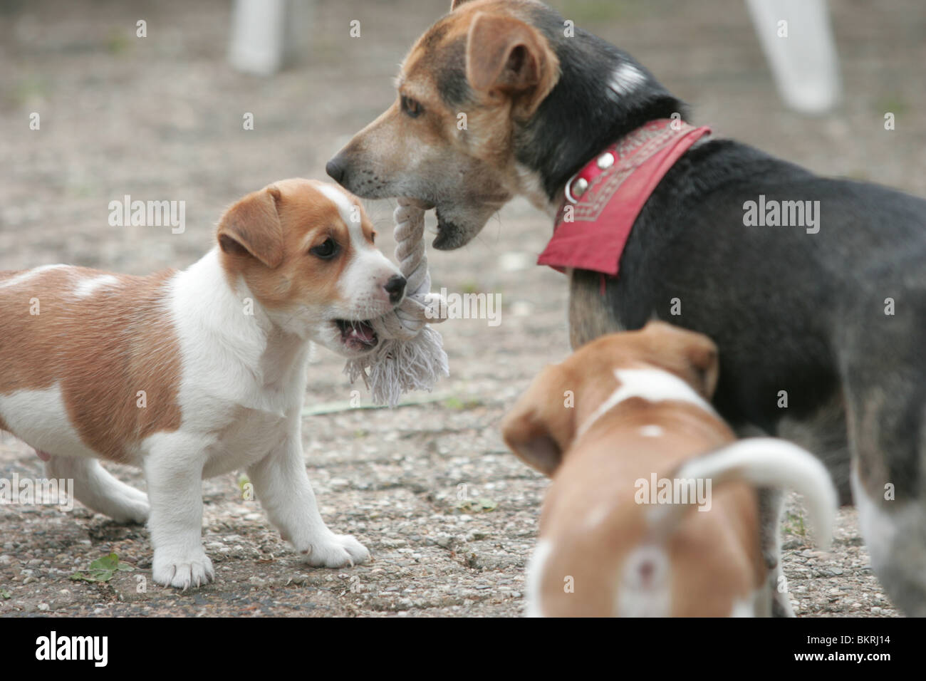 Dog mother with puppy hi-res stock photography and images - Alamy