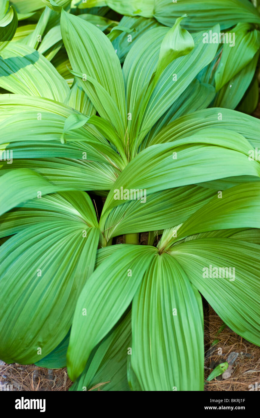 Veratrum nigrum, Black False Hellebore, medicinal, poisonous plant ...
