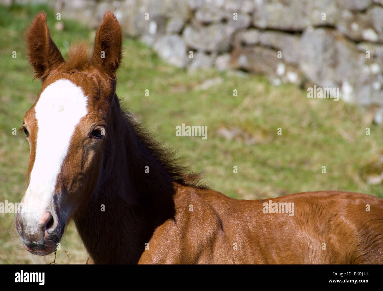 Chestnut foal with white blaze looking into the camera Stock Photo - Alamy
