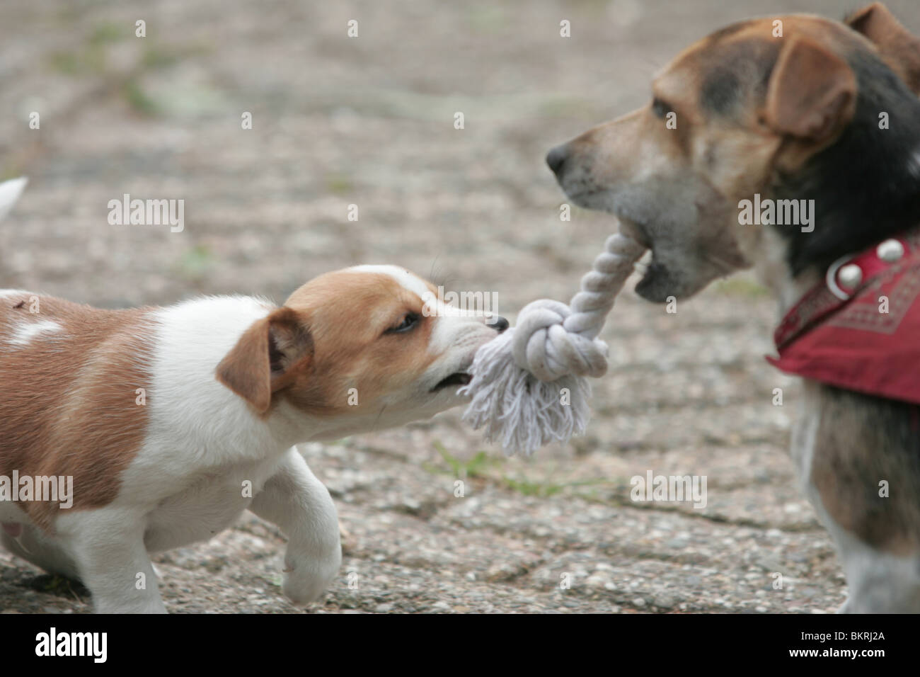 Mother of the puppy hi-res stock photography and images - Alamy