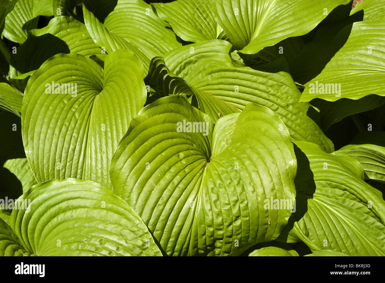 Hosta jade cascade hi-res stock photography and images - Alamy