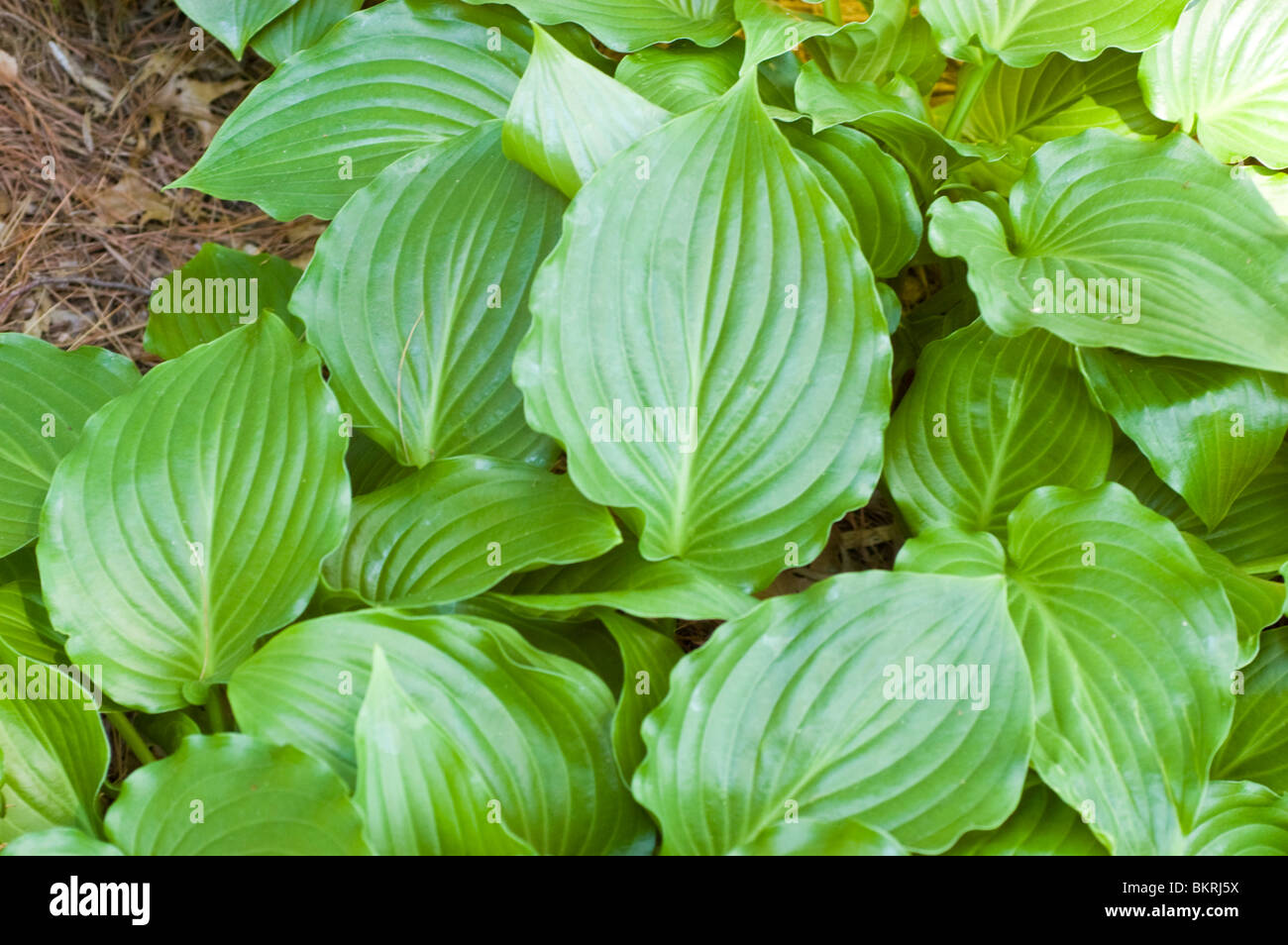 Hosta Invincible, Plantain Lily, Hostaceae Stock Photo - Alamy