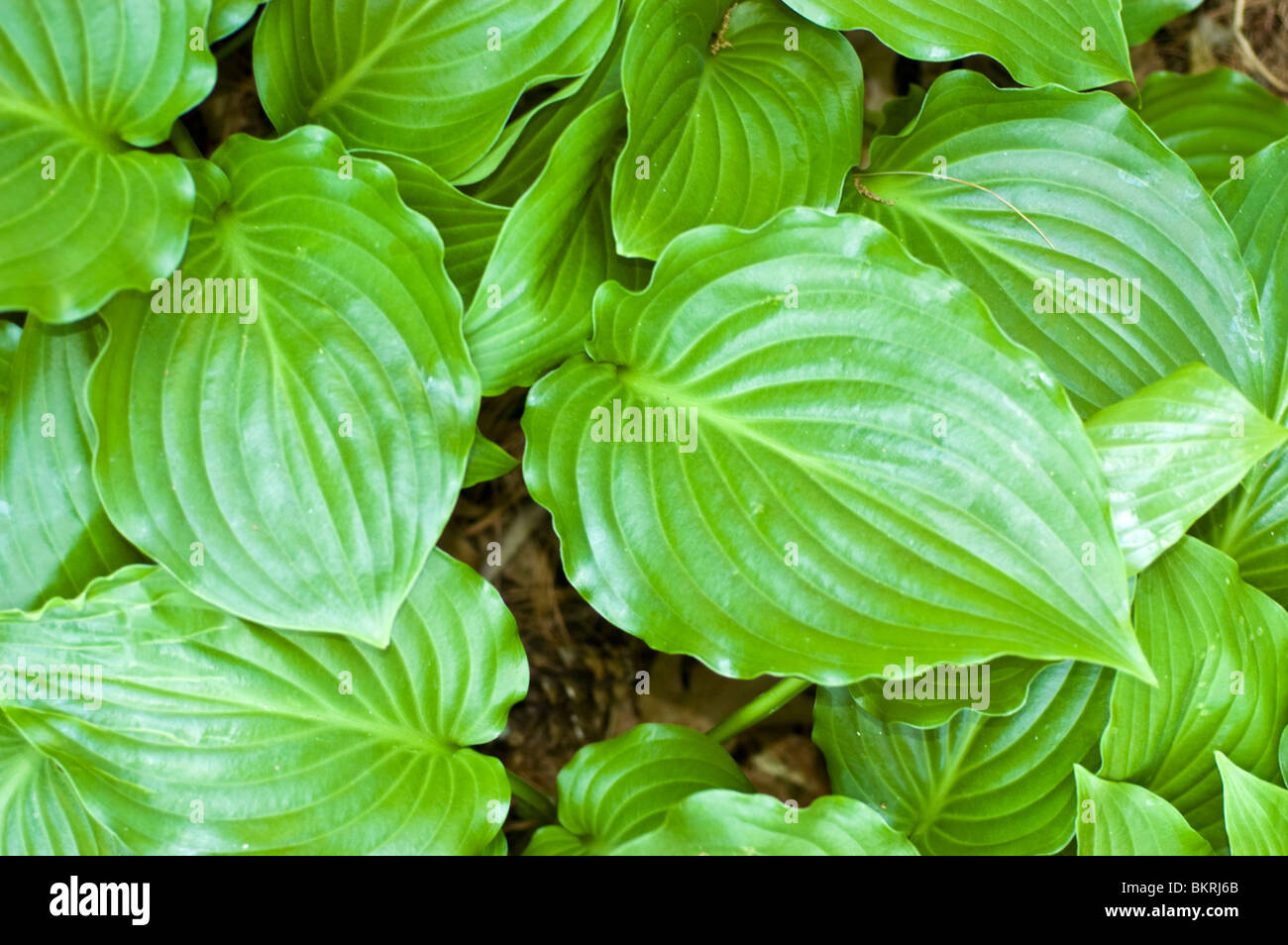 Hosta Invincible, Plantain Lily, Hostaceae Stock Photo - Alamy