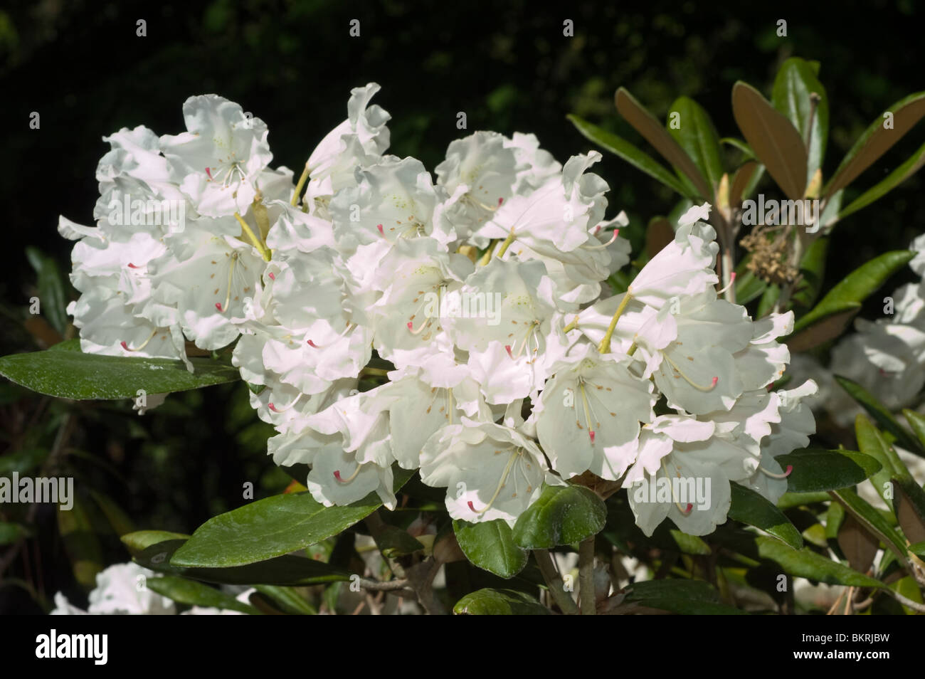 White flowers of rhododendron Stock Photo - Alamy