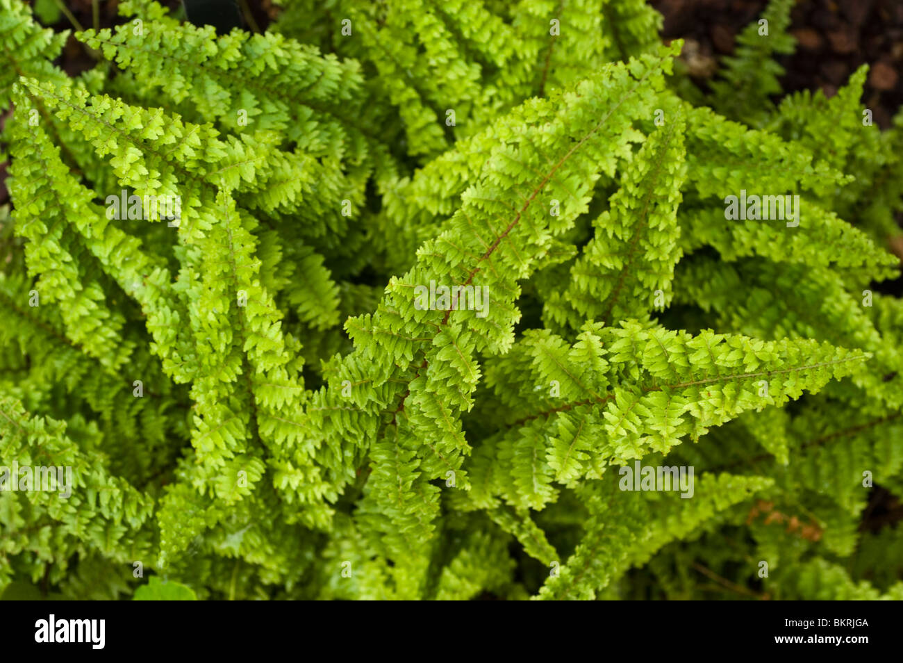 Nephrolepis exaltata 'Fluffy Ruffles'. Oleandraceae, Central America ...