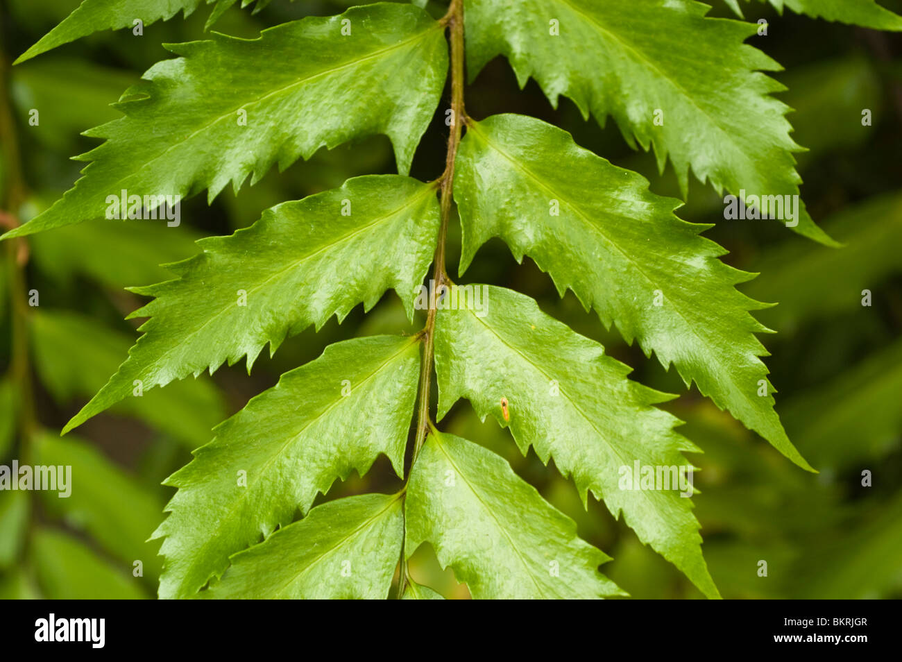 Holly fern hi-res stock photography and images - Alamy