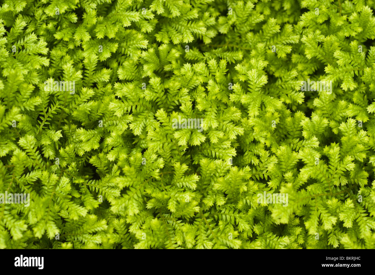 Krauss's spikemoss, African clubmoss, Golden clubmoss, , Selaginella ...
