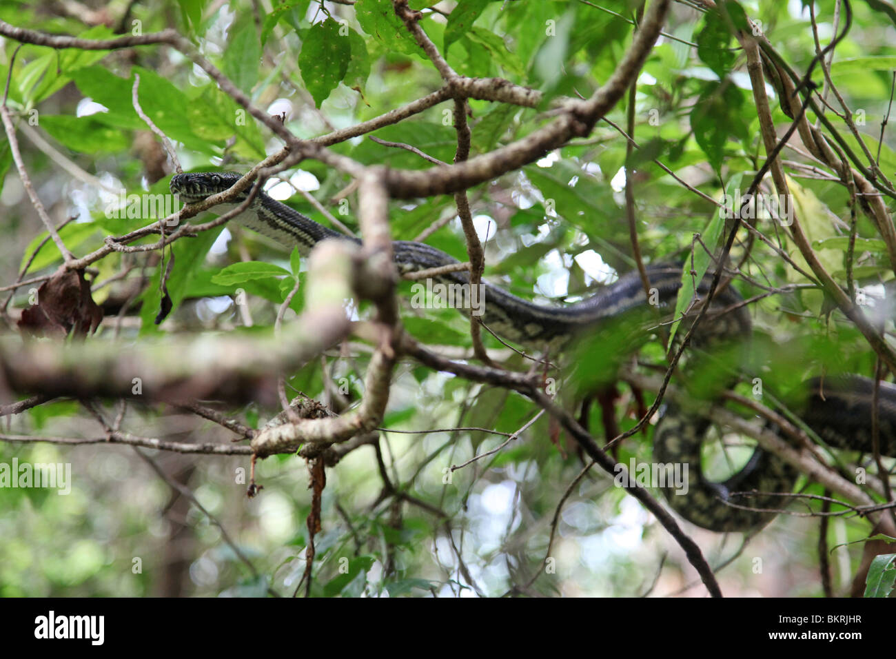 Carpet Python (Morelia spilota) Mt Warning (Wollumbin), NSW, Australia ...