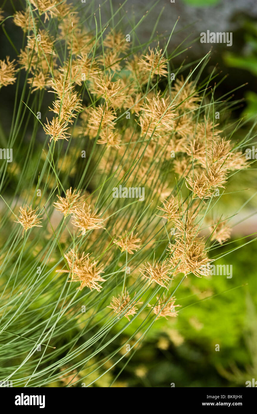 Paper papyrus, papyrus sedge, paper reed, Cyperus papyrus, cyperaceae ...