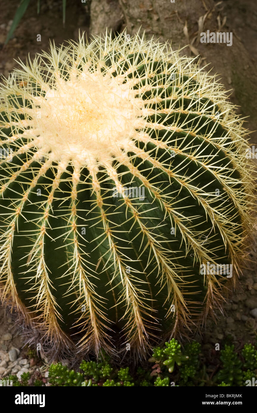 Golden Barrel Cactus, Cactus , close up , detail, Mexico, Ball, shaped ...