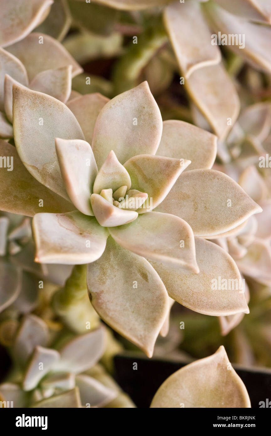 Ghost plant, succulent plant, Graptopetalum paraguayense, Sedum ...