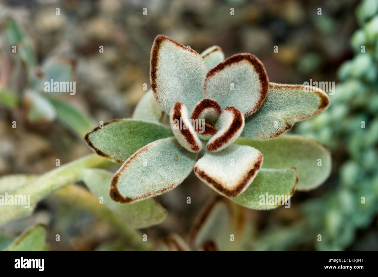 Panda Plant, kalanchoe tomentosa, Crassulaceae, Madagascar Stock Photo ...