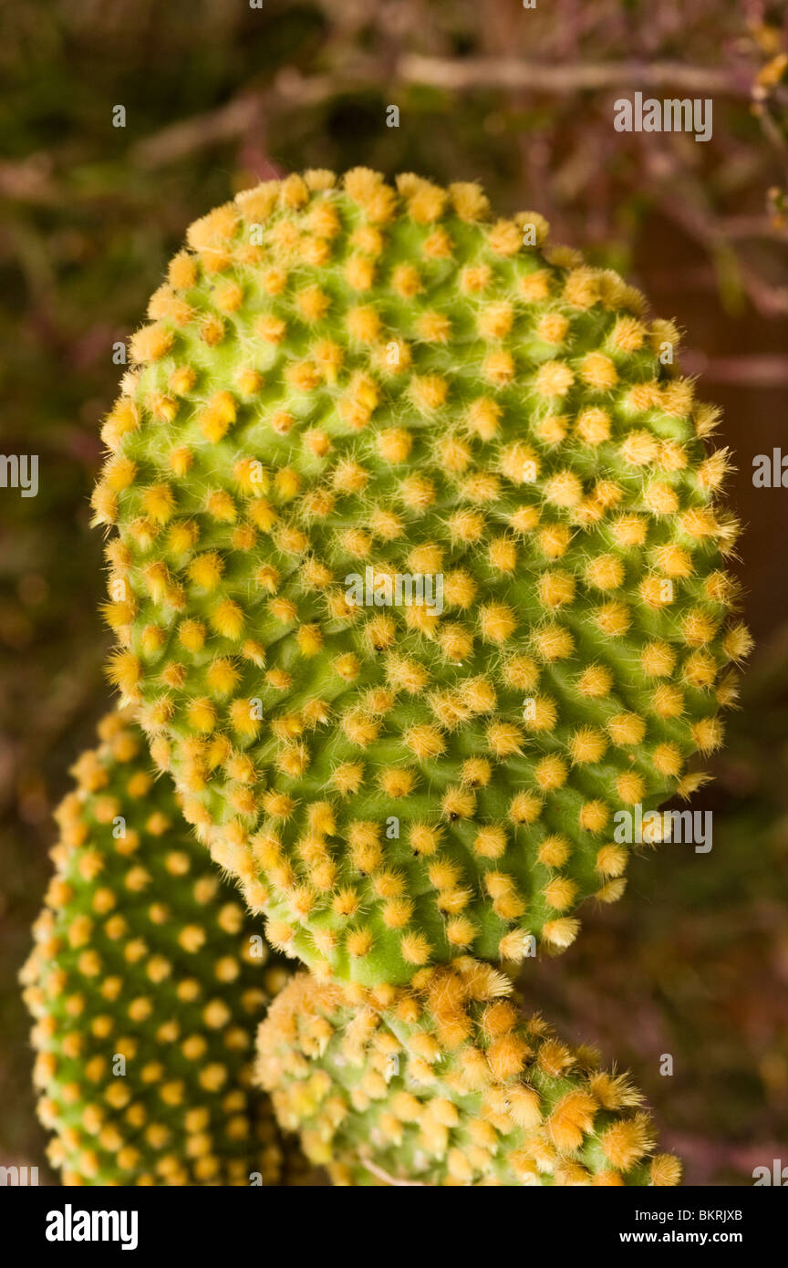 Bunny Ear Cactus, Bunny Cactus, Polka-dot Cactus, Opuntia microdasys ...