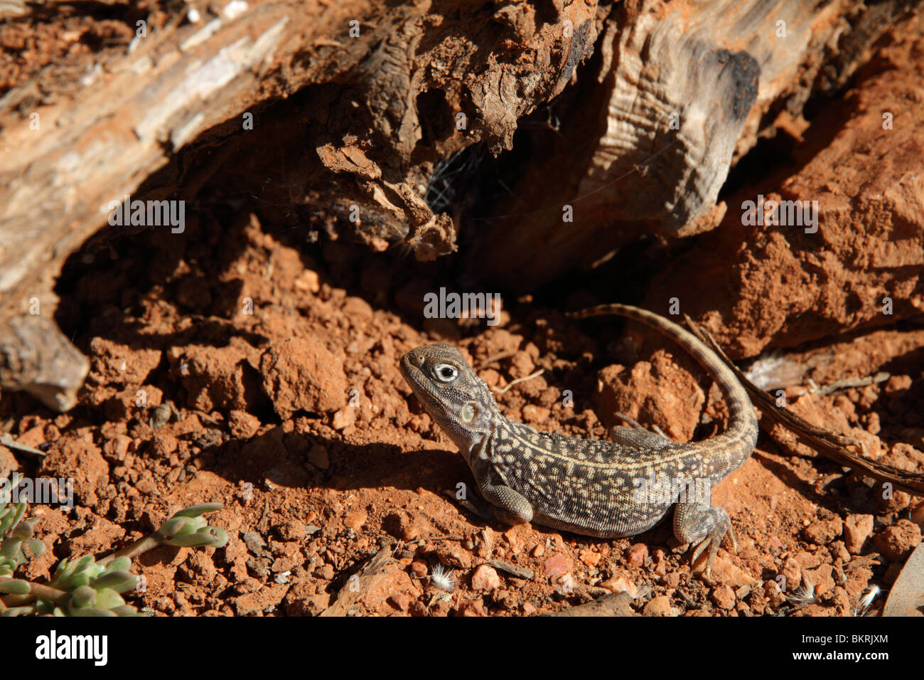 Dragon springs hi-res stock photography and images - Alamy