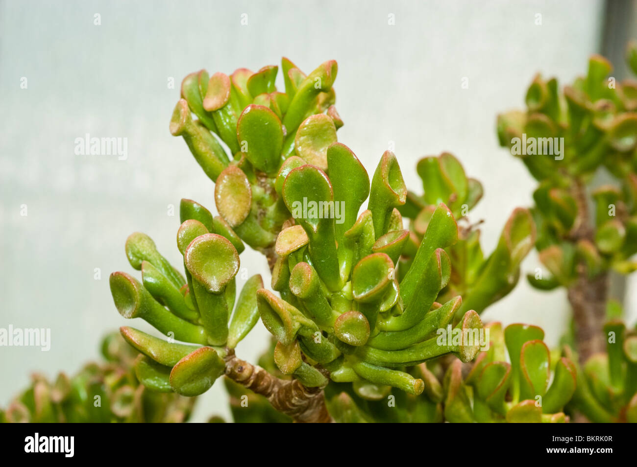 Close-up of a Jade Tree, Crassula ovata 'Gollum', also known as a money ...