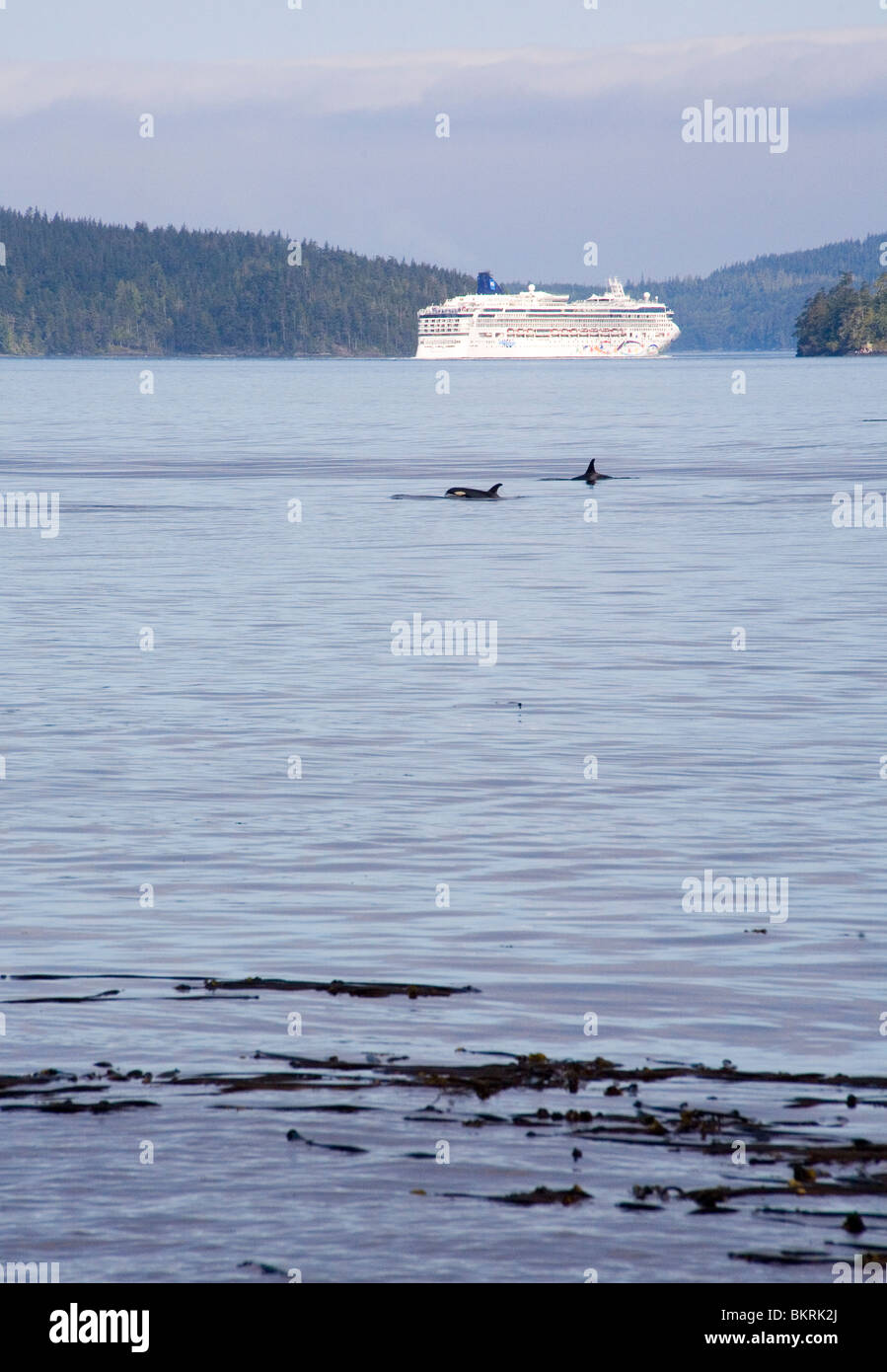 Orcas and cruise ship in Johnstone Strait Stock Photo - Alamy