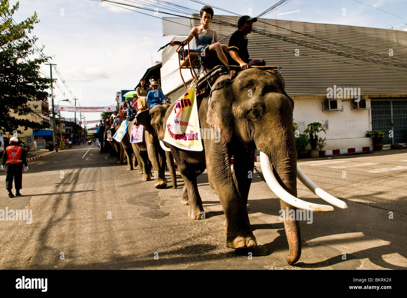 Elephants marching in the center of Surin, Thailand Stock Photo - Alamy