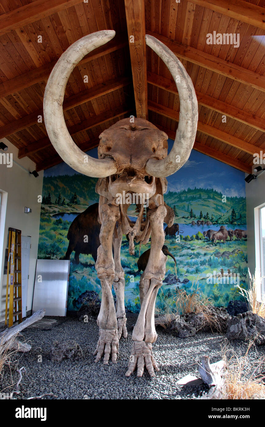 Mammoth skeleton hi-res stock photography and images - Alamy