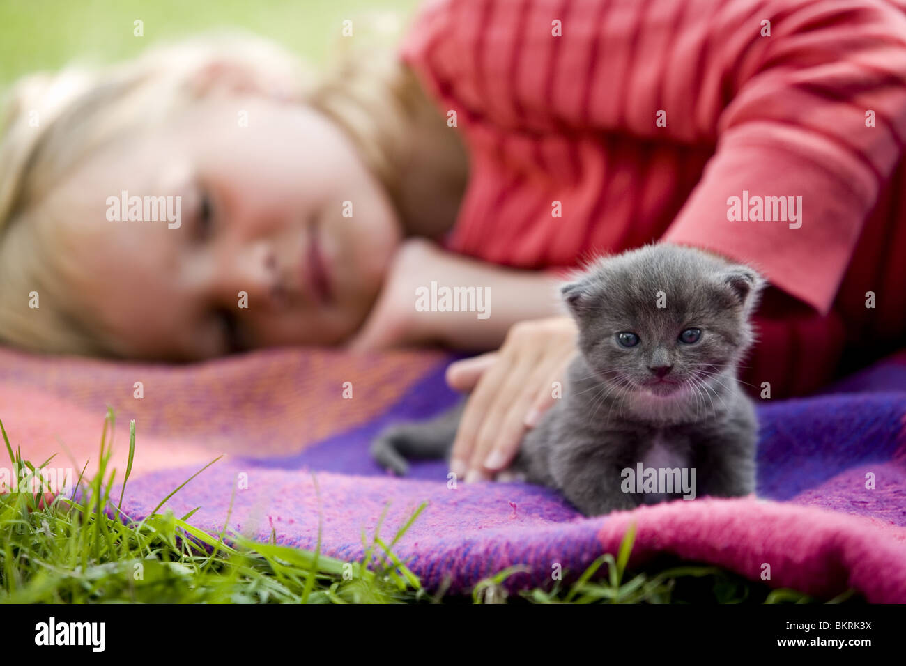 Child touching cute grey kitten outside Stock Photo - Alamy