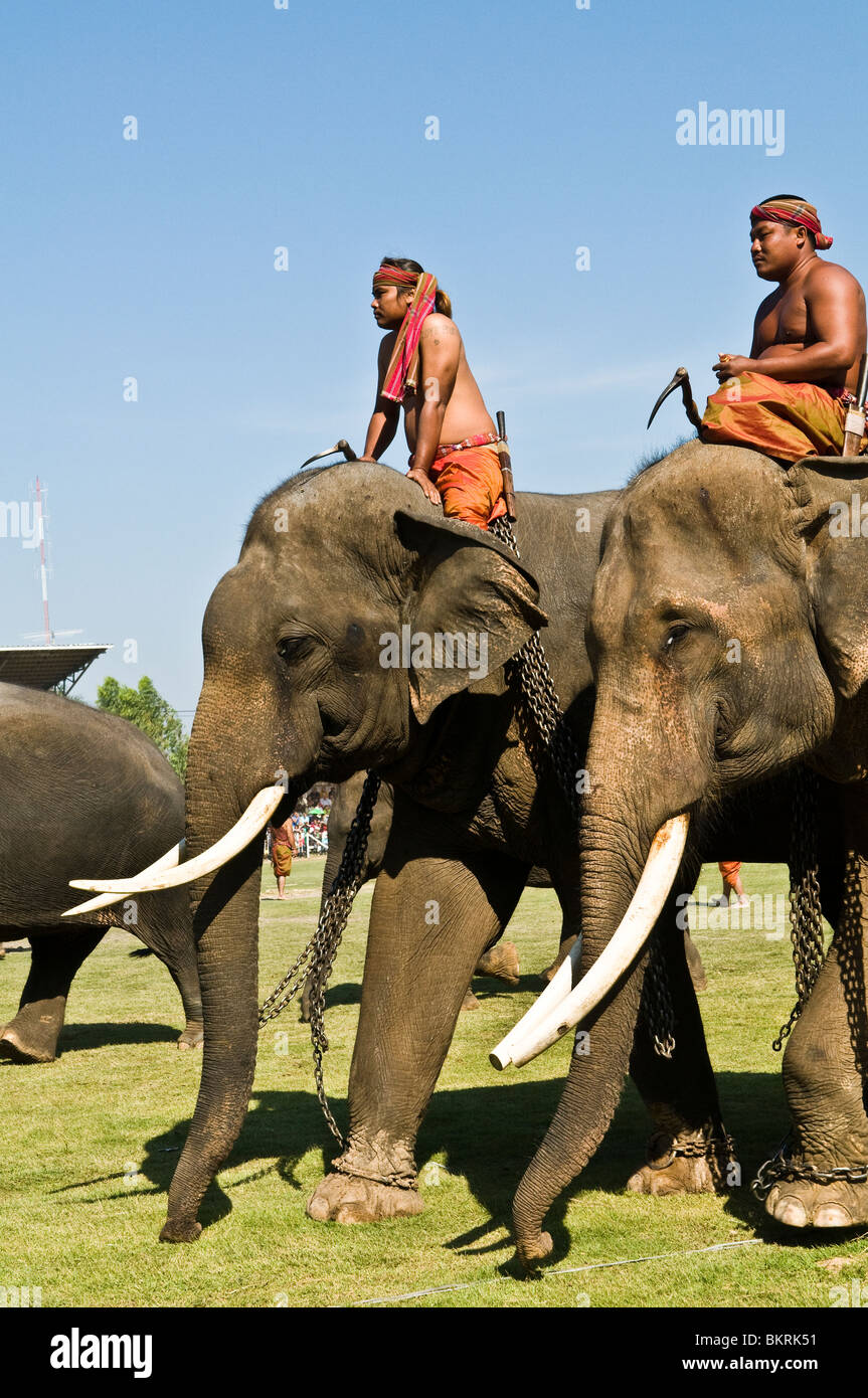 Elephants marching hi-res stock photography and images - Alamy