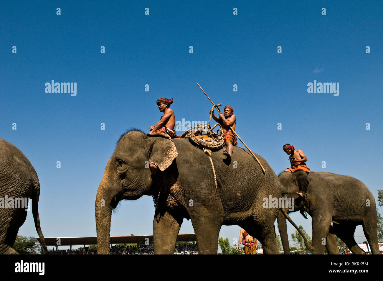 Elephants marching into the stadium during the annual surin elephant ...