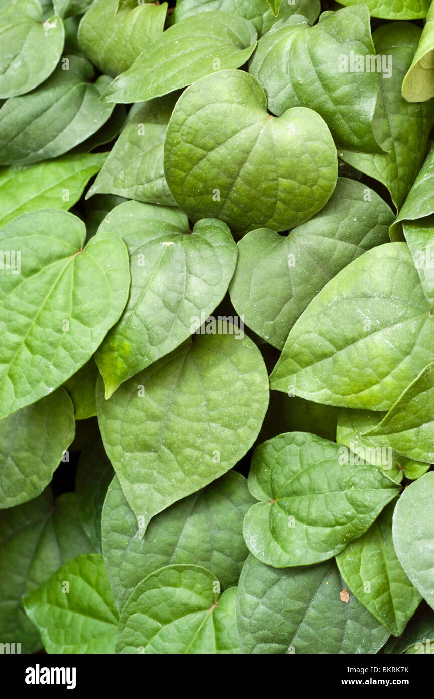 Piperaceae hi-res stock photography and images - Alamy