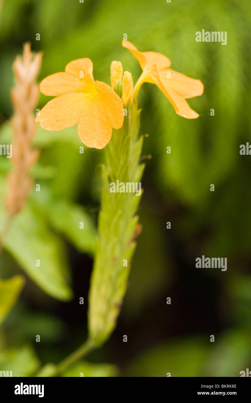 Firecracker flower crossandra hi-res stock photography and images - Alamy