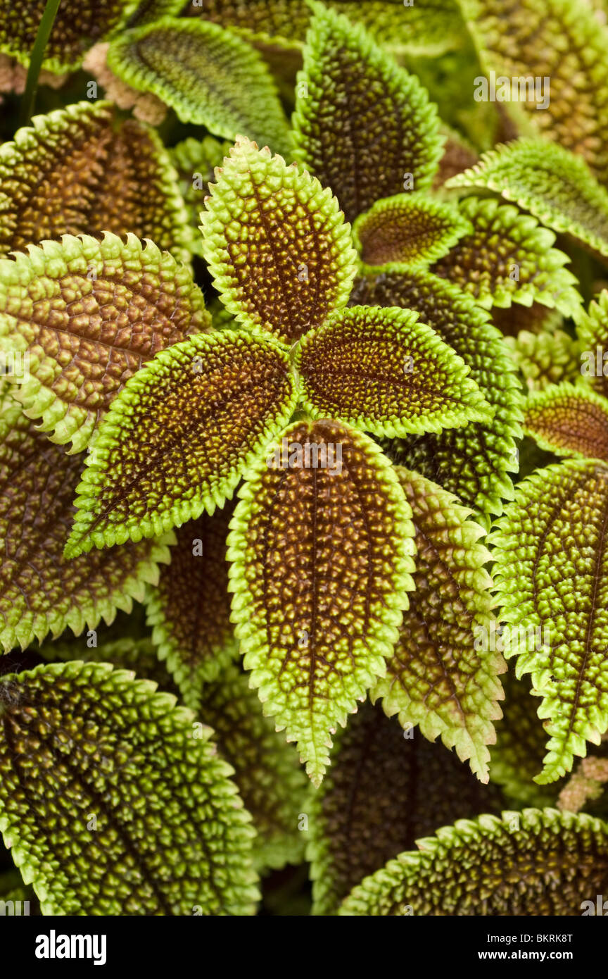 Pilea hi-res stock photography and images - Alamy