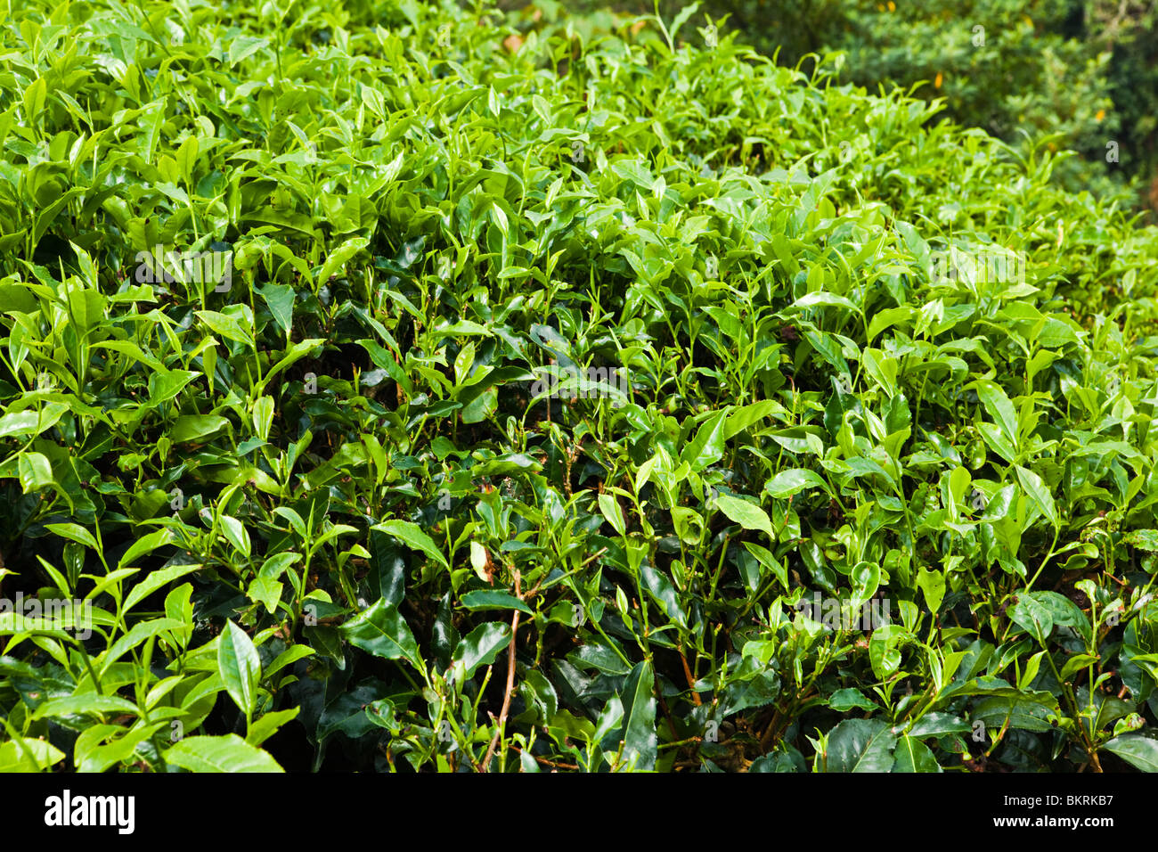 Tea shrub plants hi-res stock photography and images - Alamy