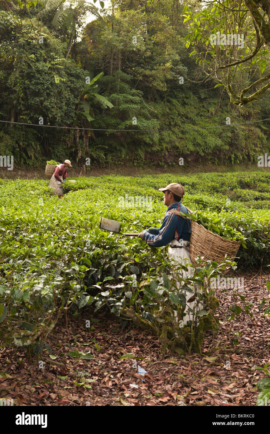 Workers picking tea Stock Photo - Alamy
