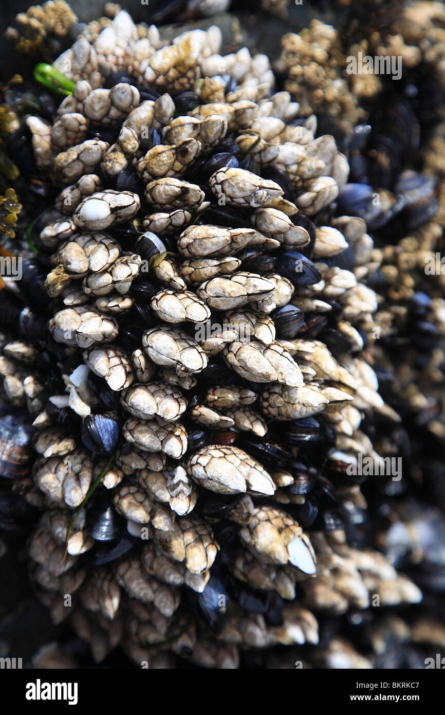 Leaf Barnacles, ( Pollicipes polymerus ), Chesterman Beach, Tofino ...