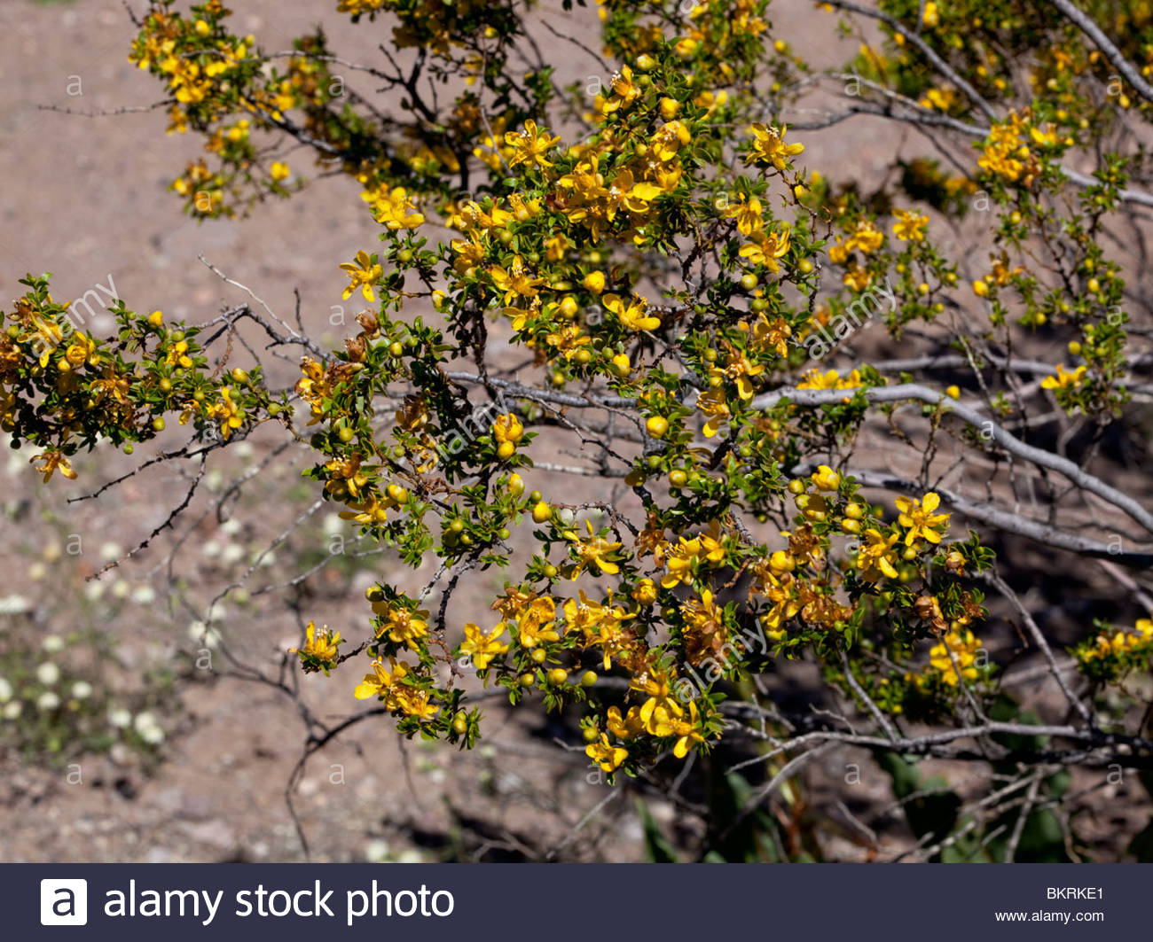 Greasewood High Resolution Stock Photography and Images - Alamy