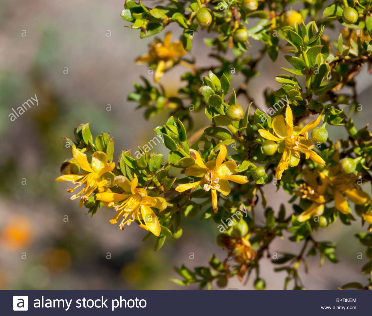 Creosote Bush Larrea Tridentata Stock Photos & Creosote Bush Larrea ...