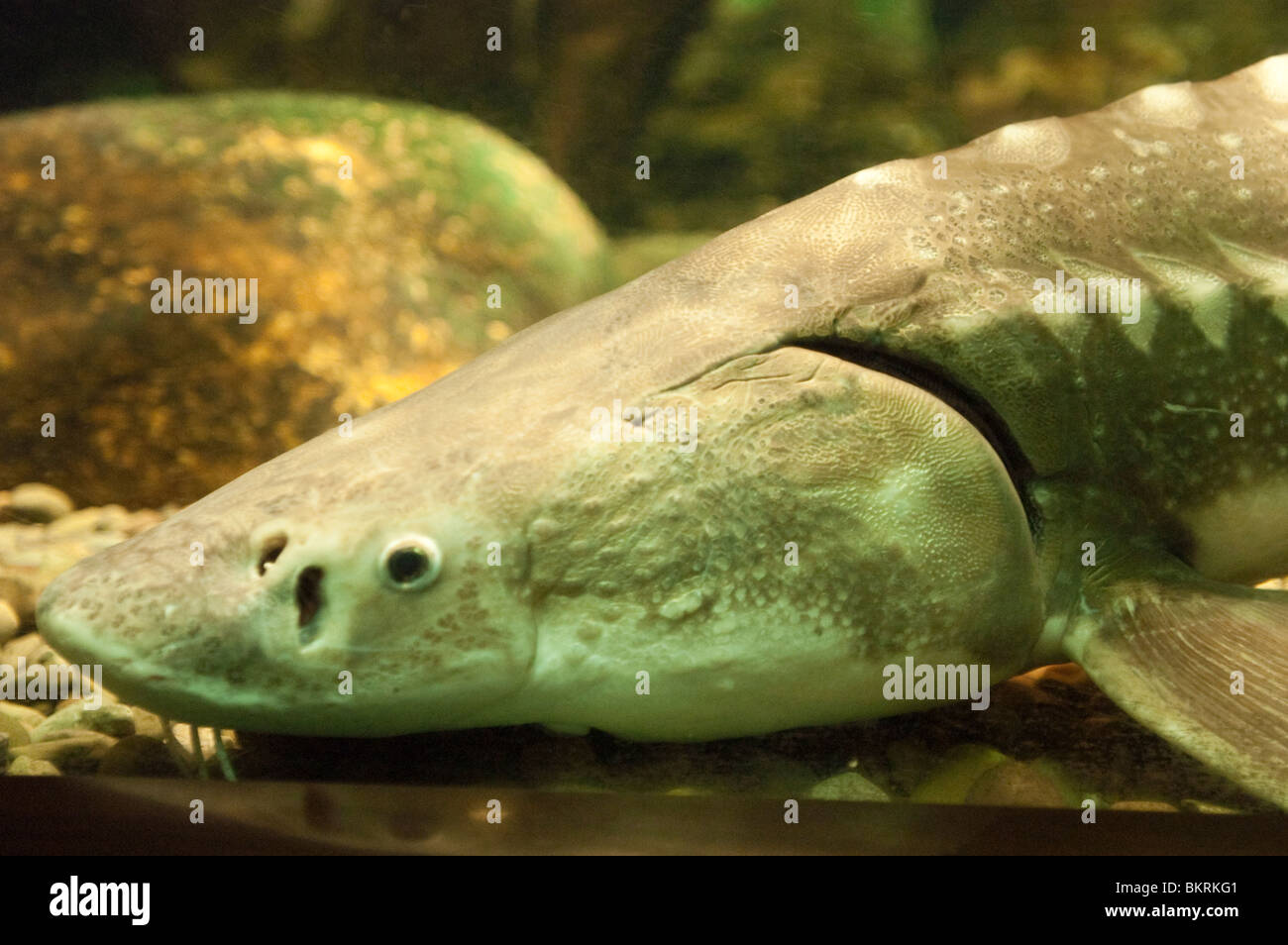 Fish eye lake hi-res stock photography and images - Alamy