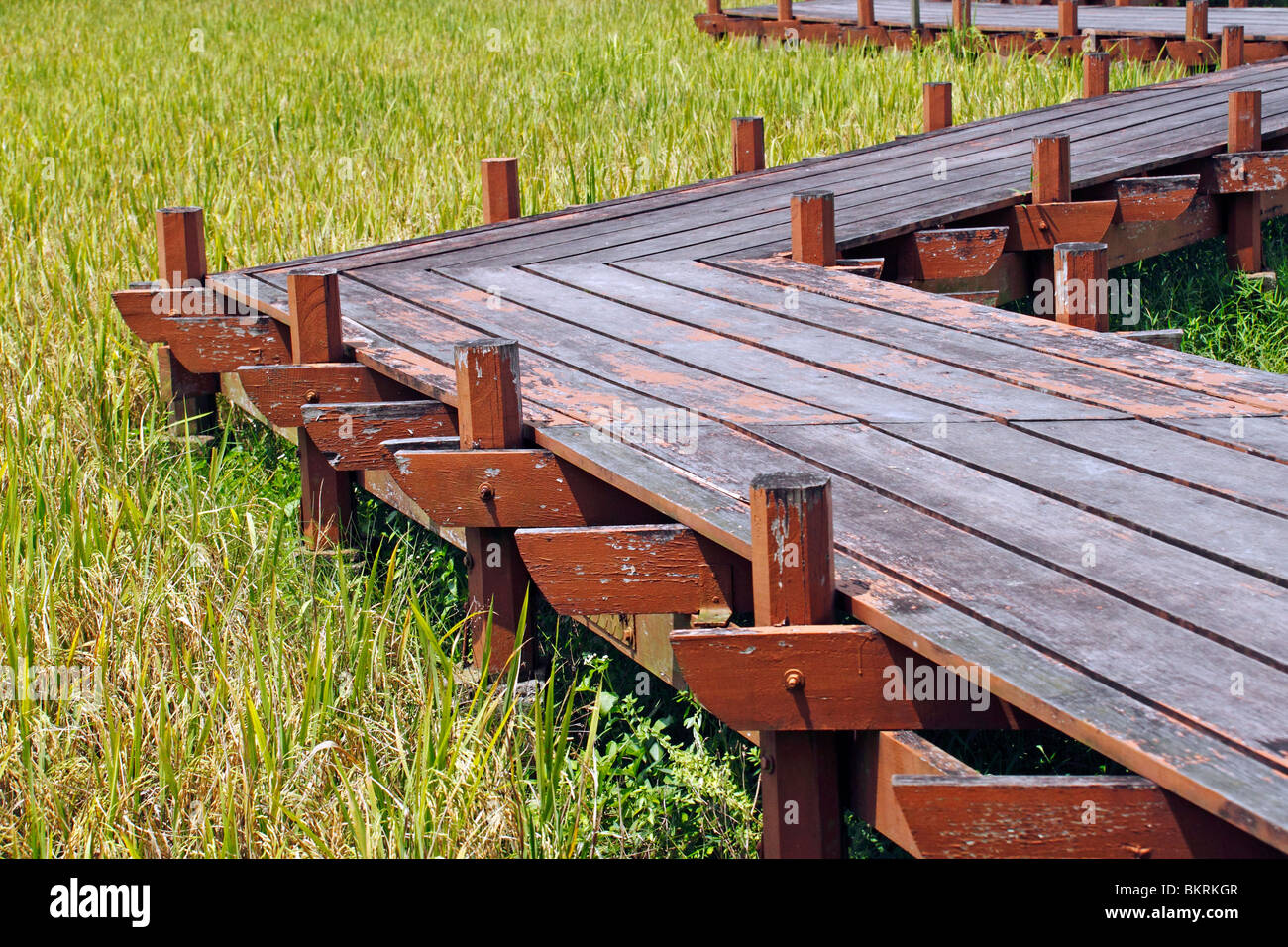An image of a rural timber path zig-zag through a rice field Stock ...