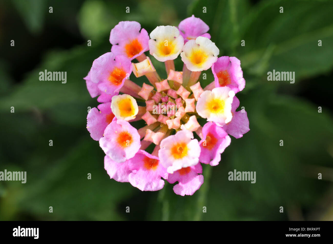 Bundle of flowers hi-res stock photography and images - Alamy