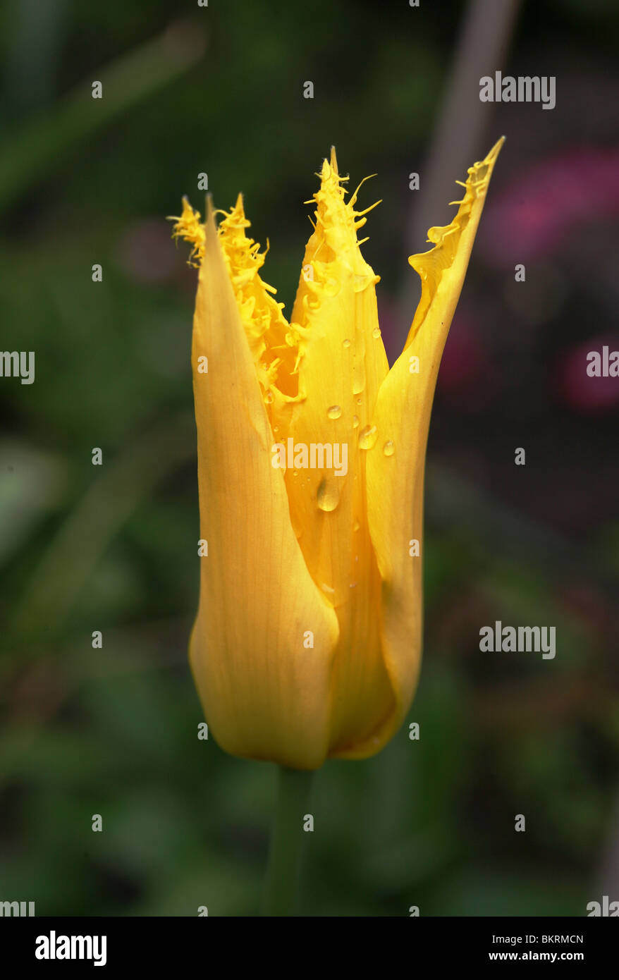 Tulip "West Point", a yellow tulip with feathered edges to the petals ...