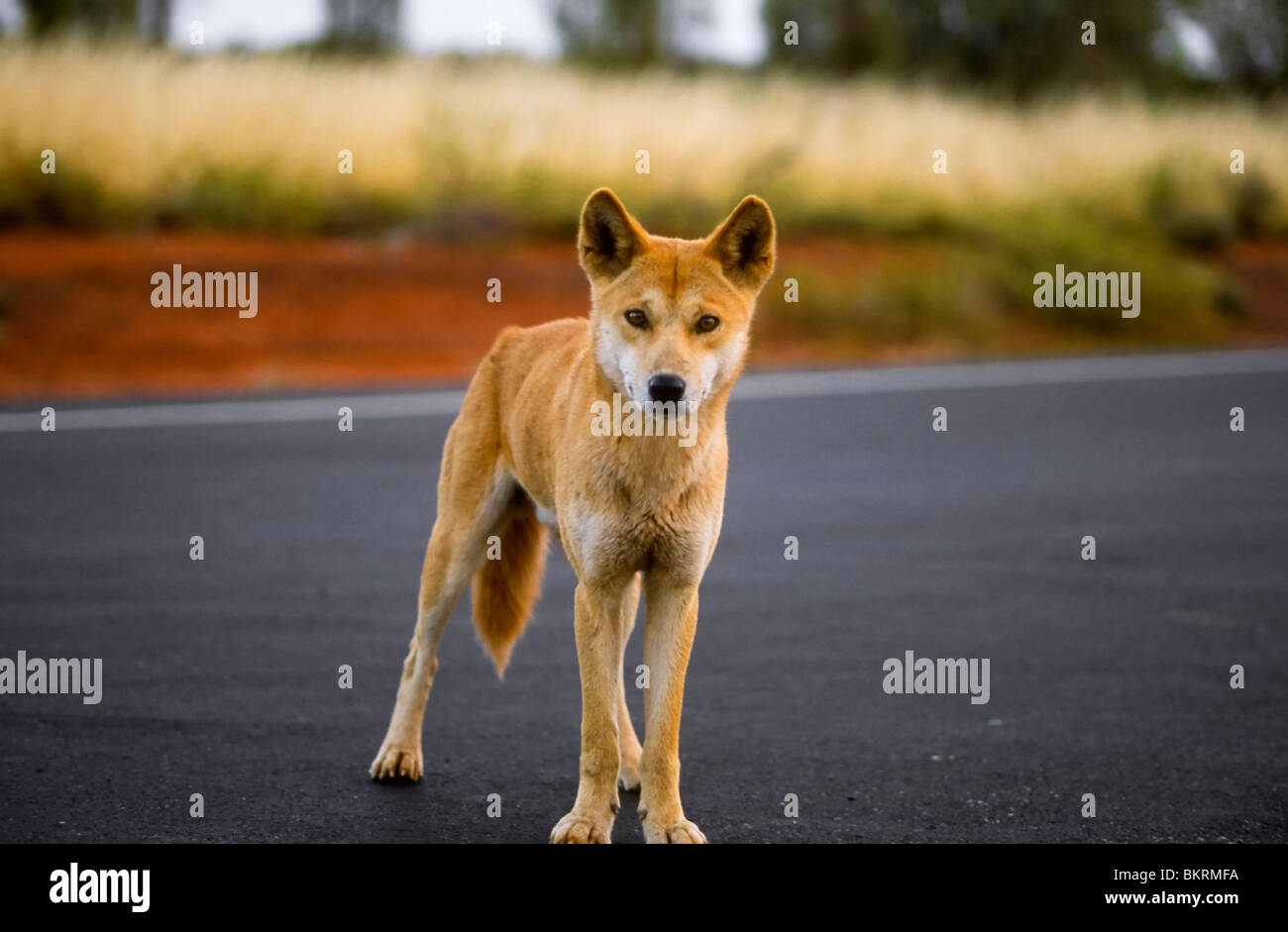 Dingo canis lupus dingo male hi-res stock photography and images - Alamy