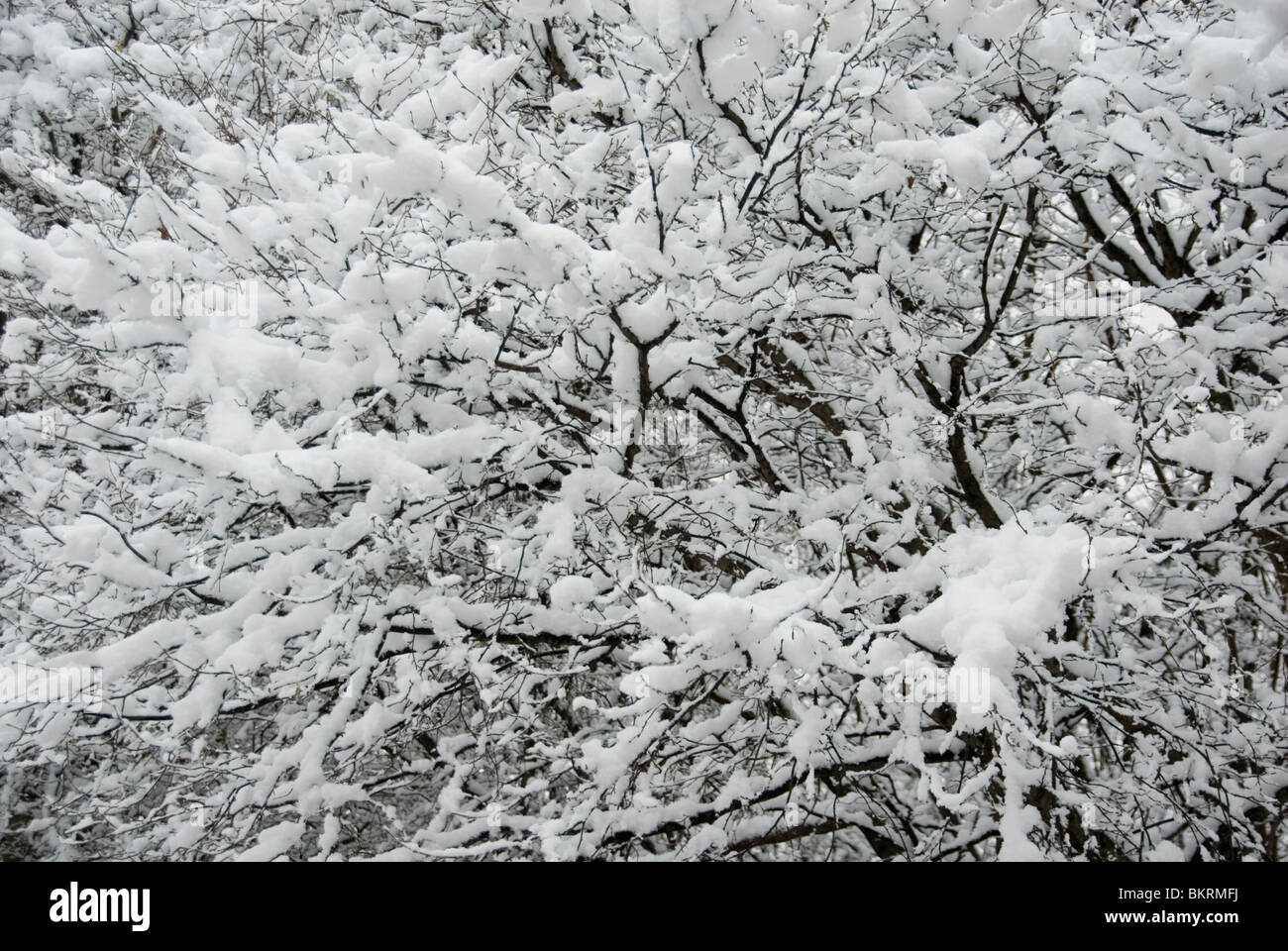 Snow laden tree hi-res stock photography and images - Alamy