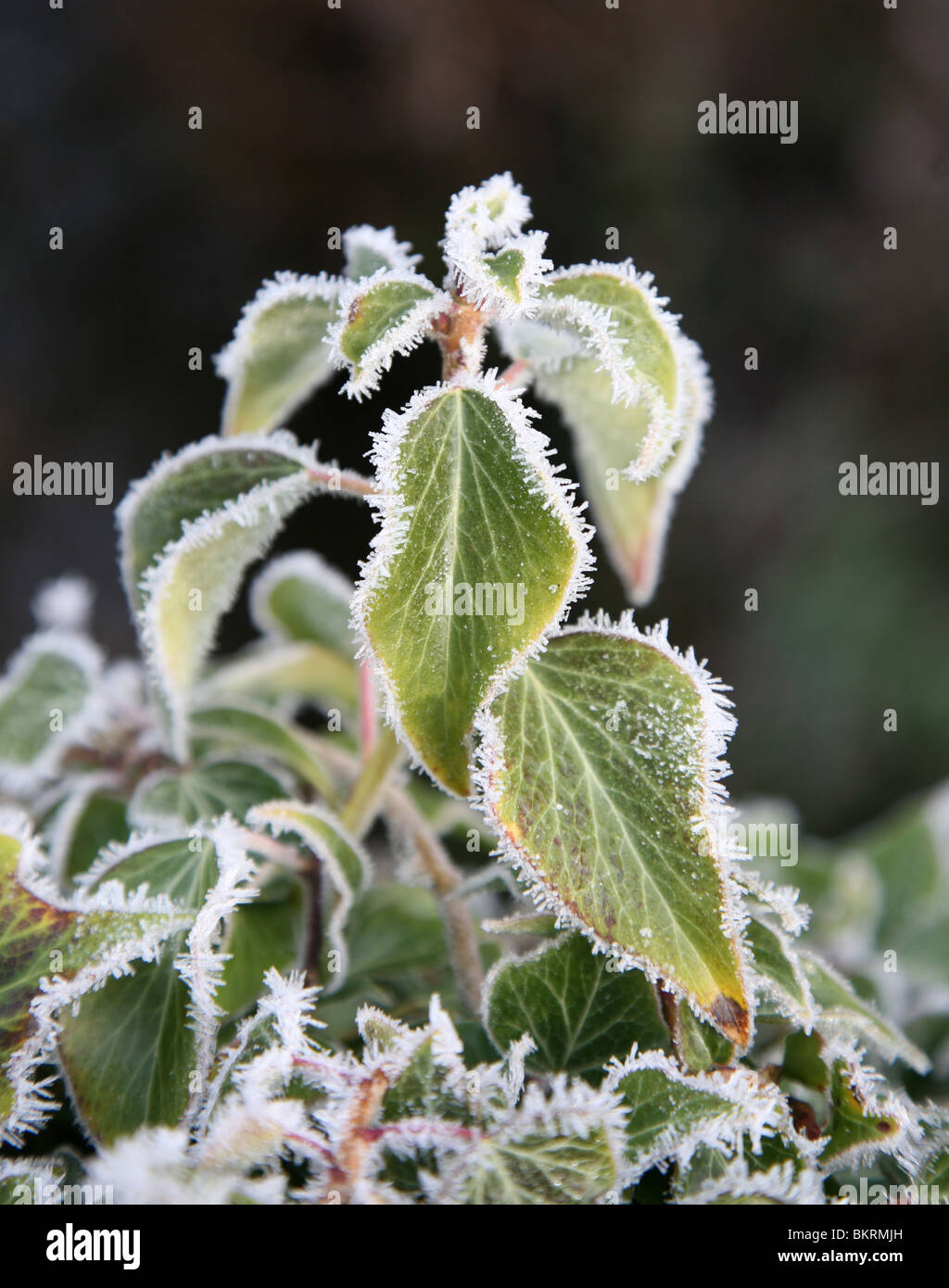 Ivy in frost hi-res stock photography and images - Alamy