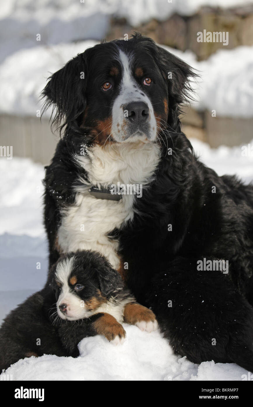 Bernese mountain dogs hi-res stock photography and images - Alamy